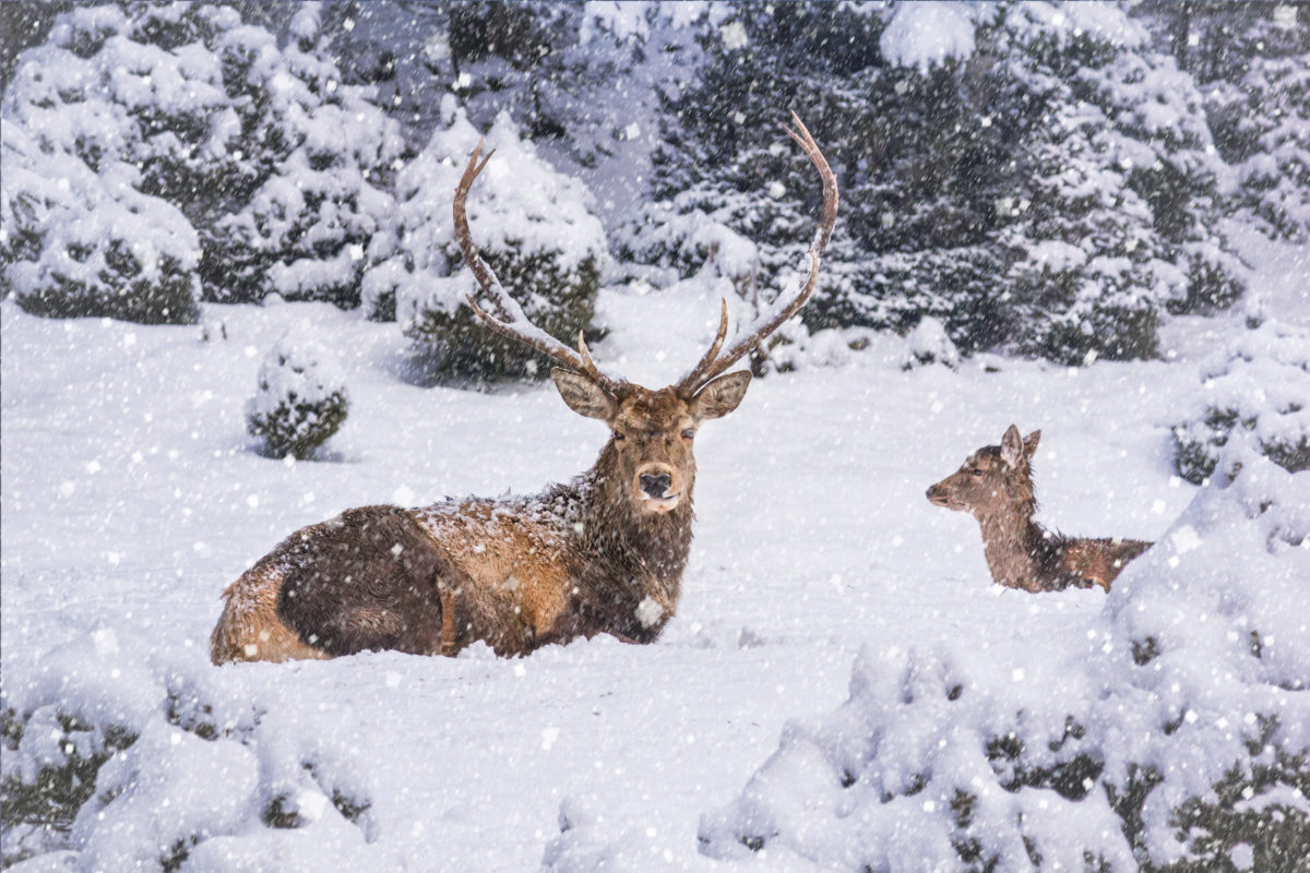 Der Rothirsch im «Winterschlaf» | Cervo Volante